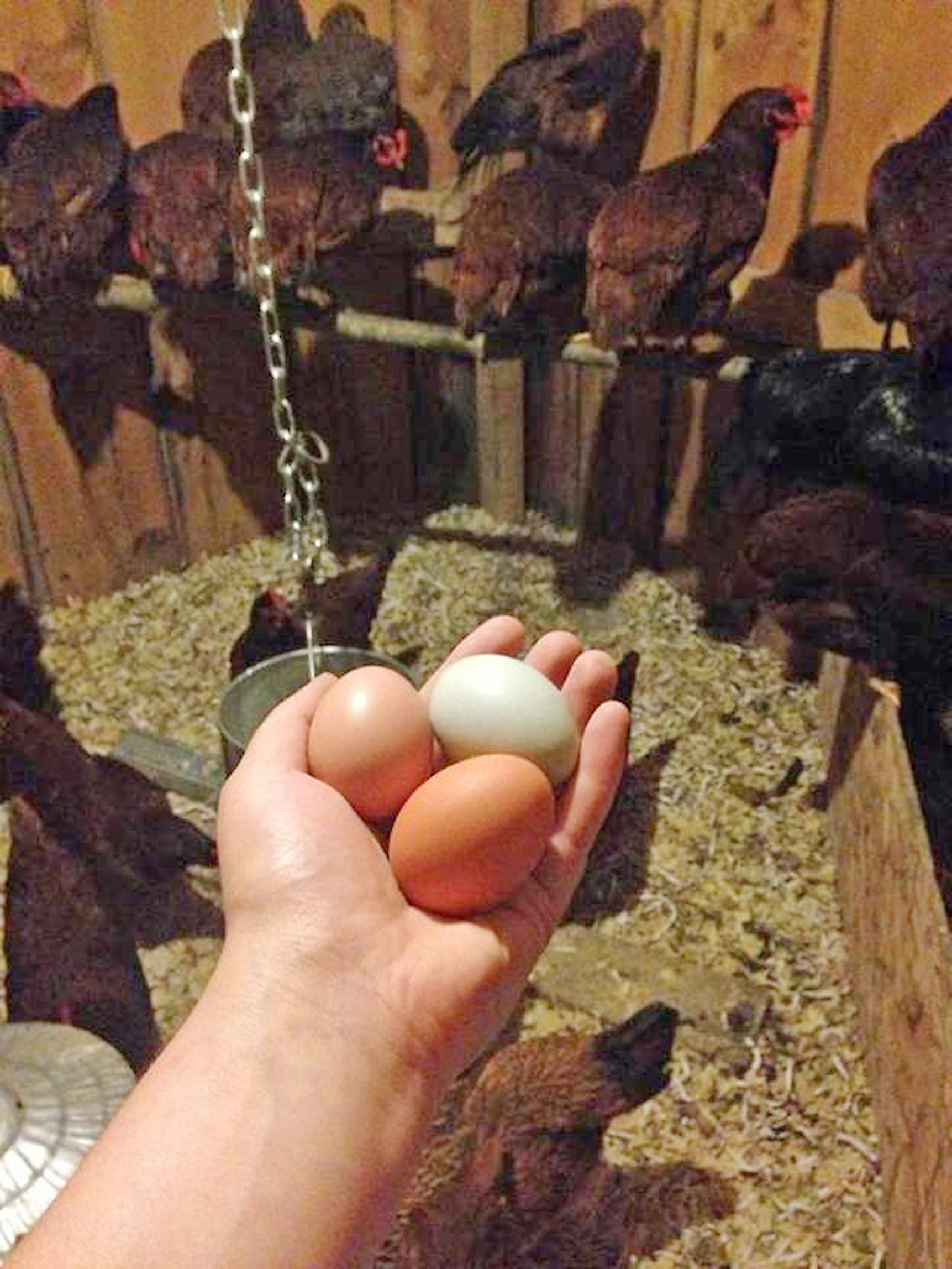LEAF program offers six classes on raising poultry for egg production ...